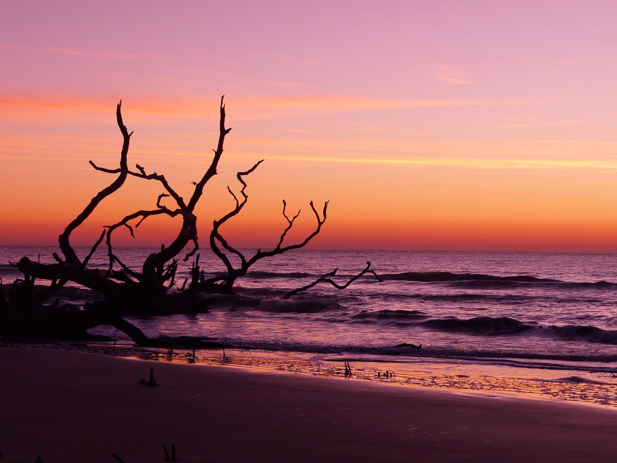 Bulls Island Post-Irma | Coastal Expeditions Blog