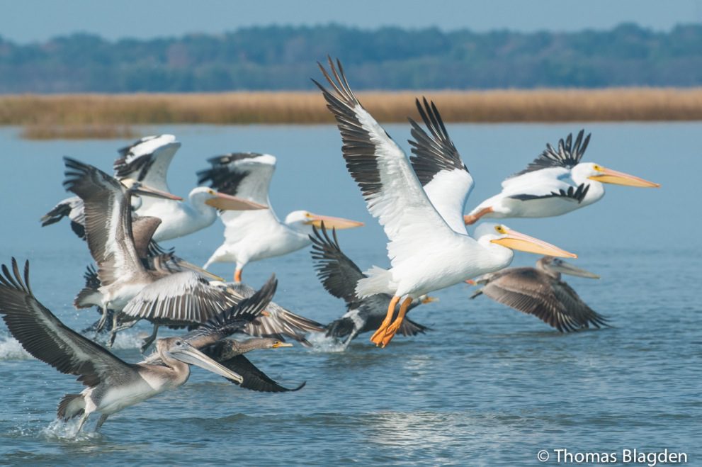 Winter Birding in Cape Romain NWR | Coastal Expeditions Blog