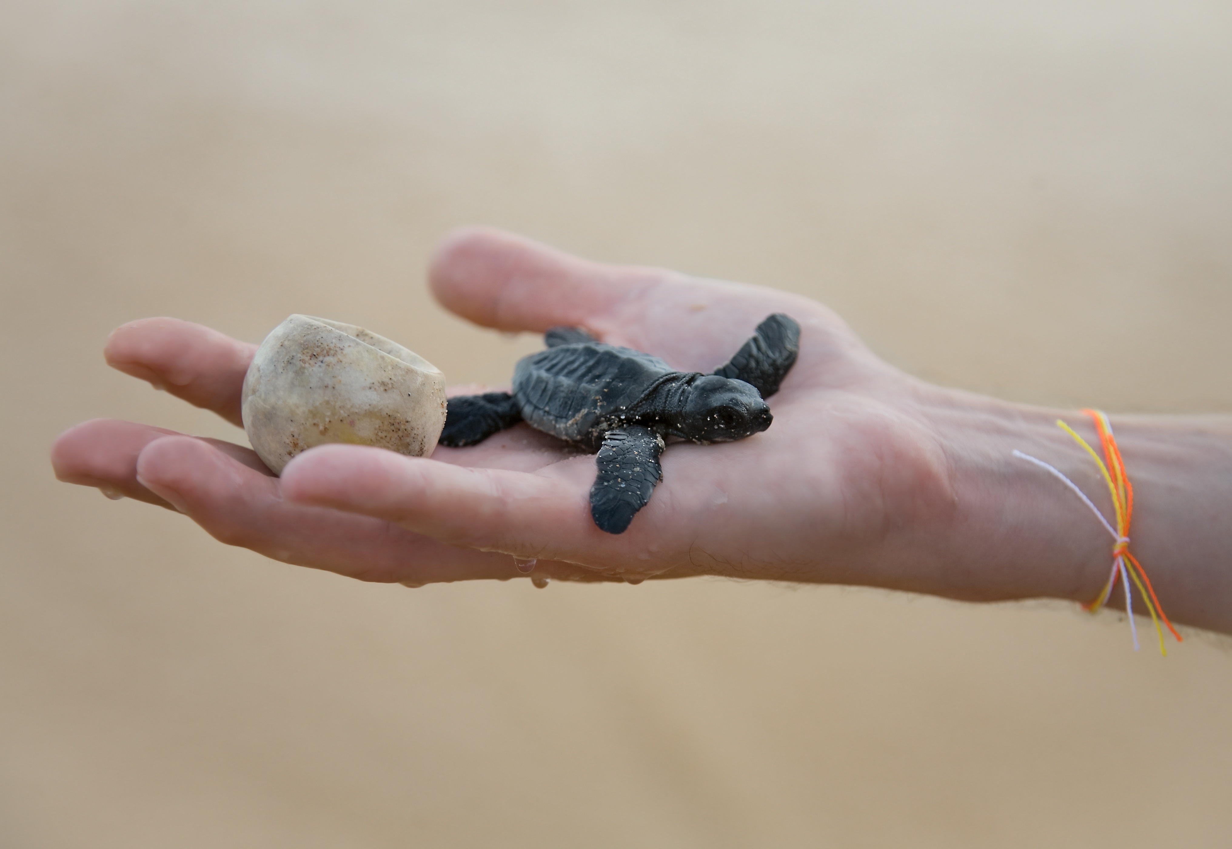 How to Help Sea Turtles Thrive | Coastal Expeditions Blog