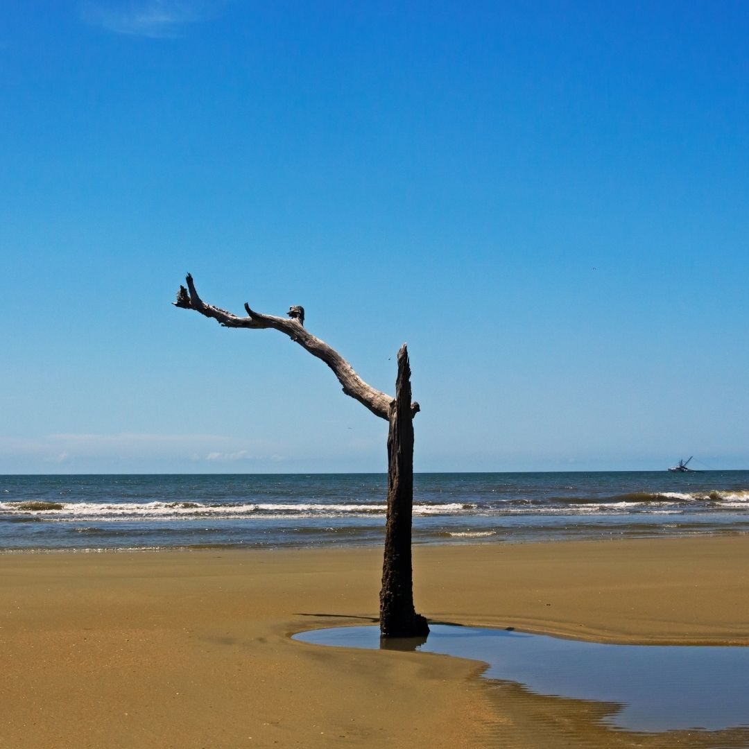 The History of Bulls Island | Coastal Expeditions Blog