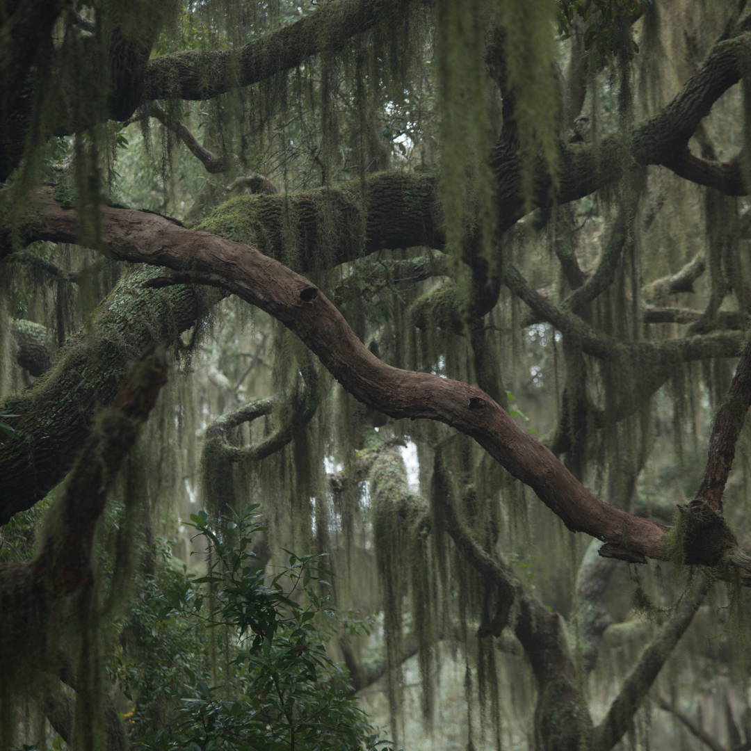 Common Trees Of Sc My XXX Hot Girl