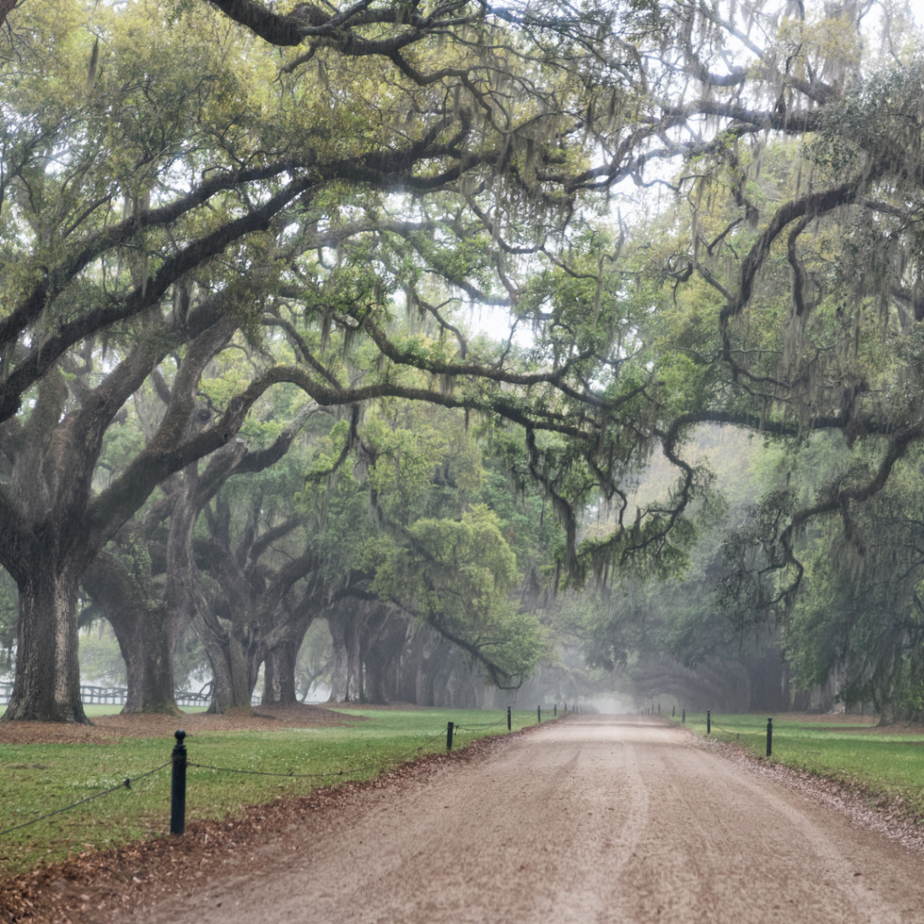 The History of Hampton Plantation State Historic Site | Coastal ...