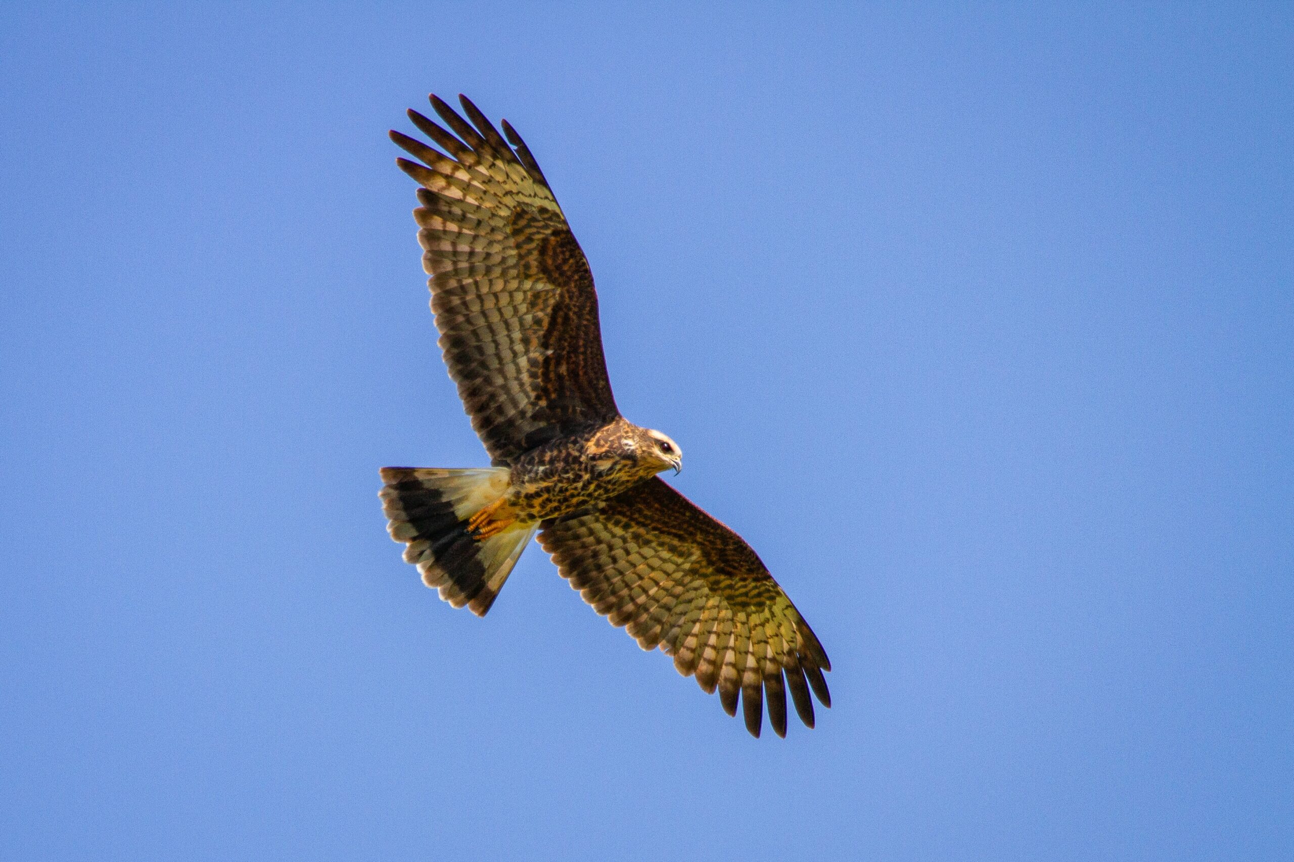 Fall Raptor Migration | Coastal Expeditions Blog